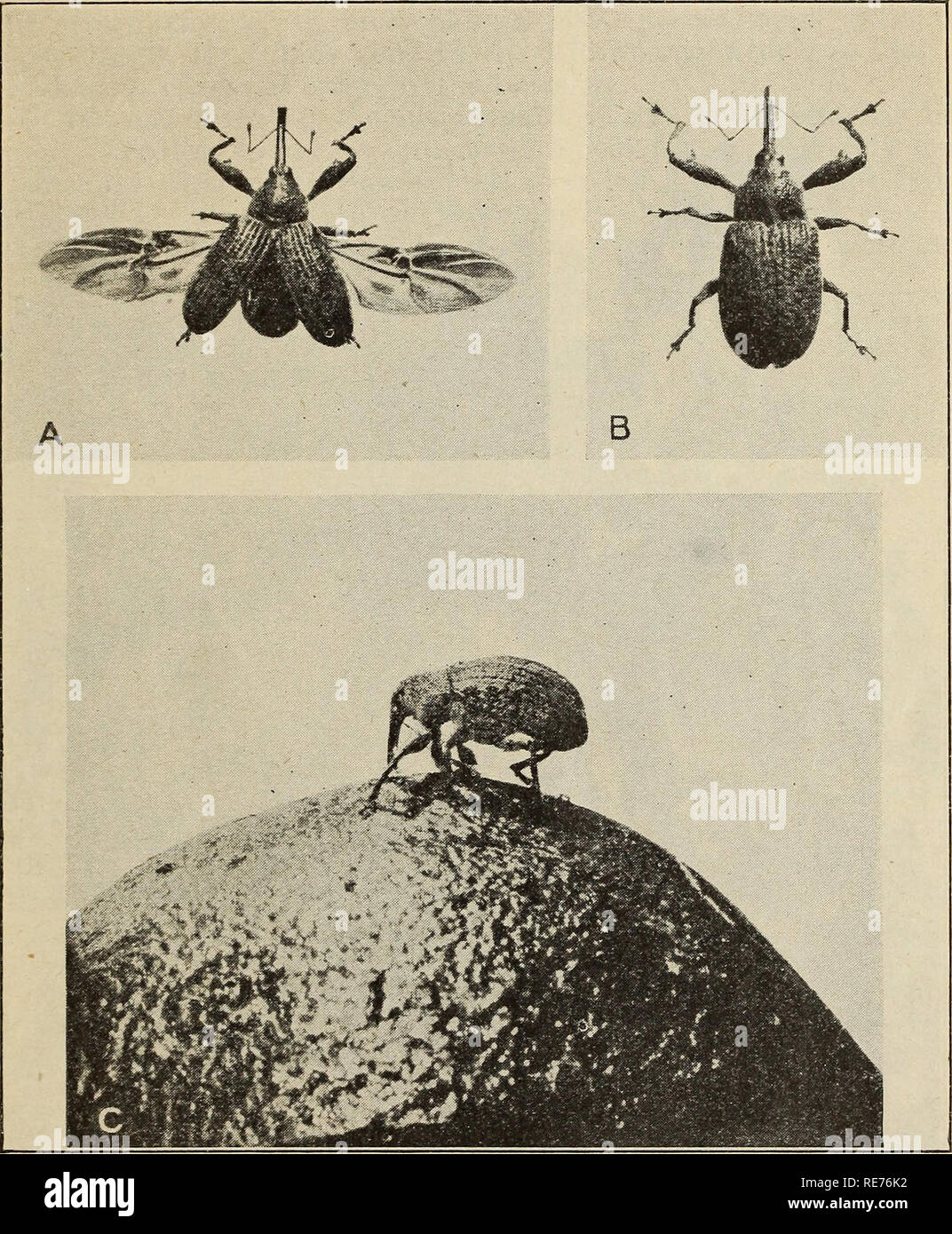 . Cotton or weevils. Boll weevil; Cotton. COTTON OR WEEVILS they do not ...