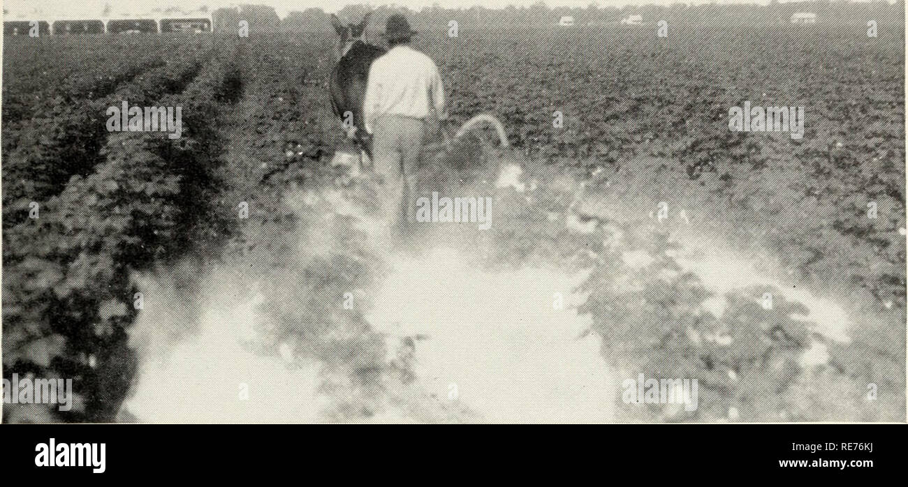 Boll weevil cotton hi-res stock photography and images - Alamy