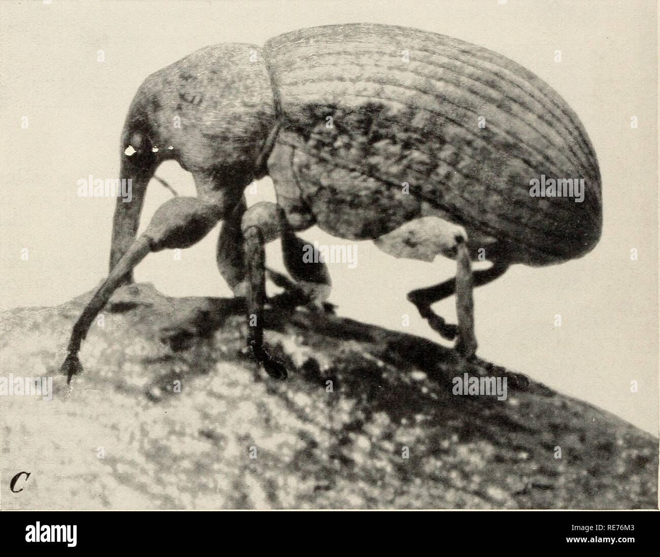 Boll Weevil High Resolution Stock Photography and Images - Alamy