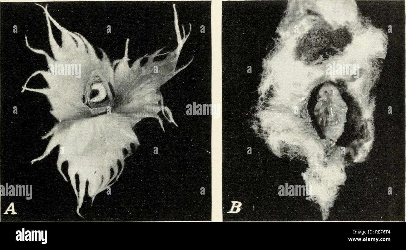 Pinhead square hi-res stock photography and images - Alamy