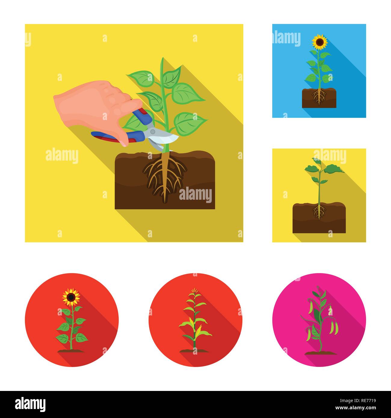 grow,root,cycle,development,seed,plant,bean,germinate,process,seedling,flower,vegetable,business ...