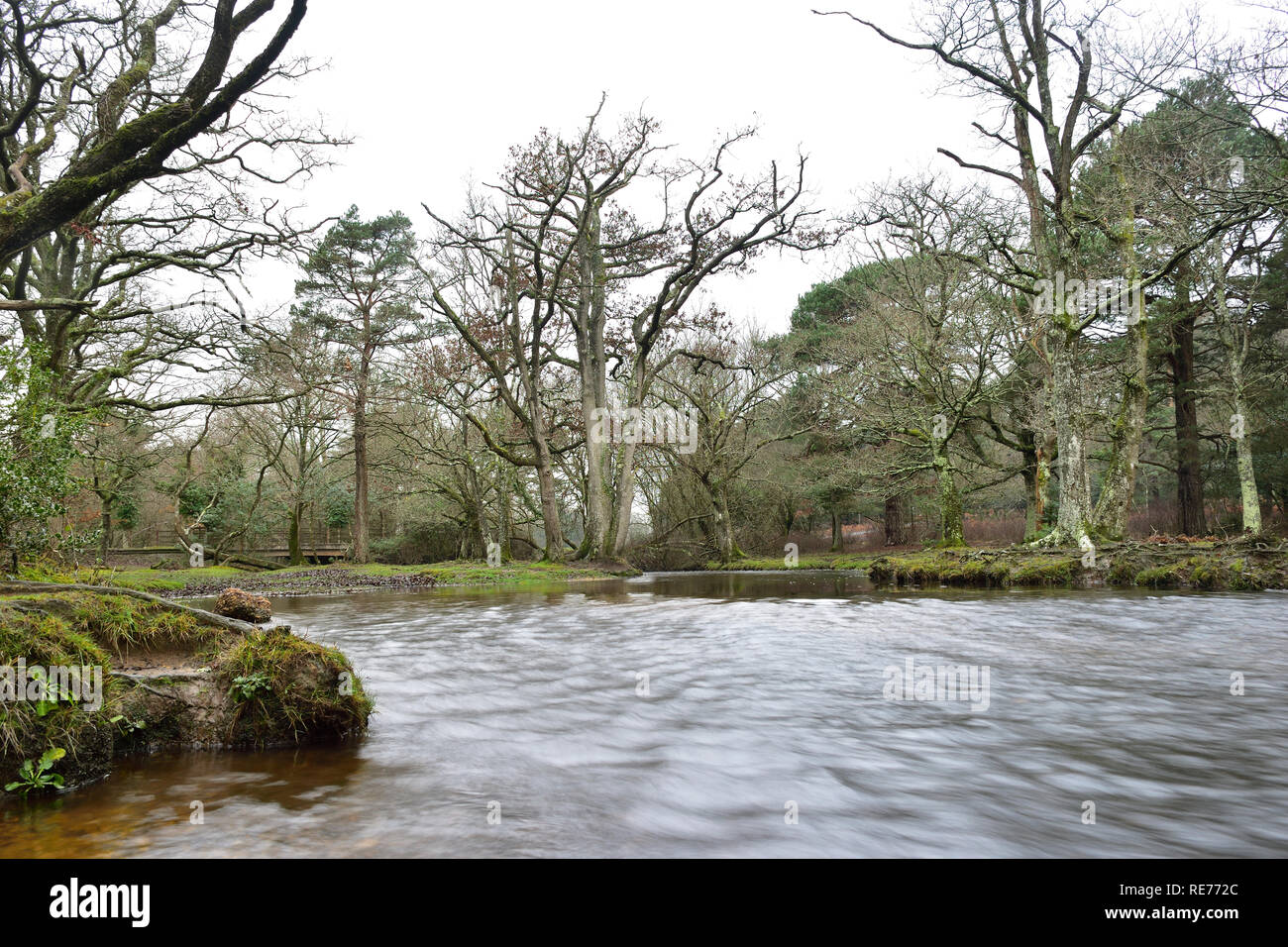 River In New Forest Stock Photo - Alamy