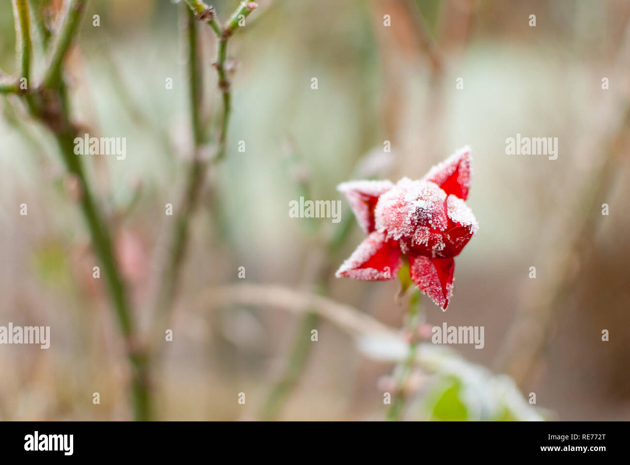 Frozen rose hi-res stock photography and images - Alamy