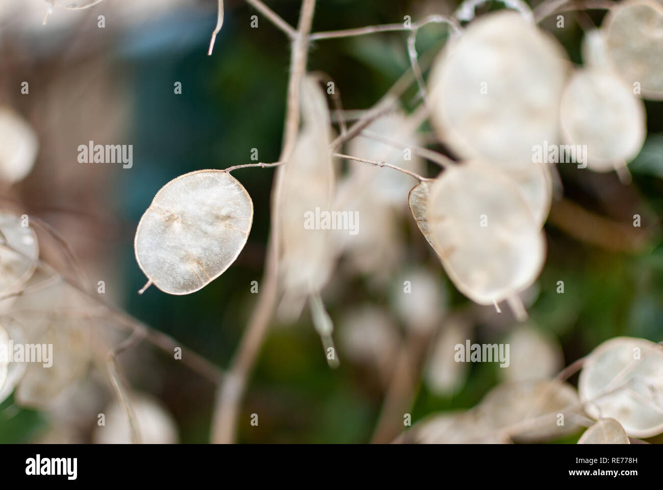 Dried out leaves hi-res stock photography and images - Alamy