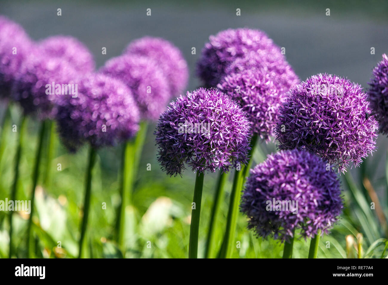 Allium border hi-res stock photography and images - Alamy