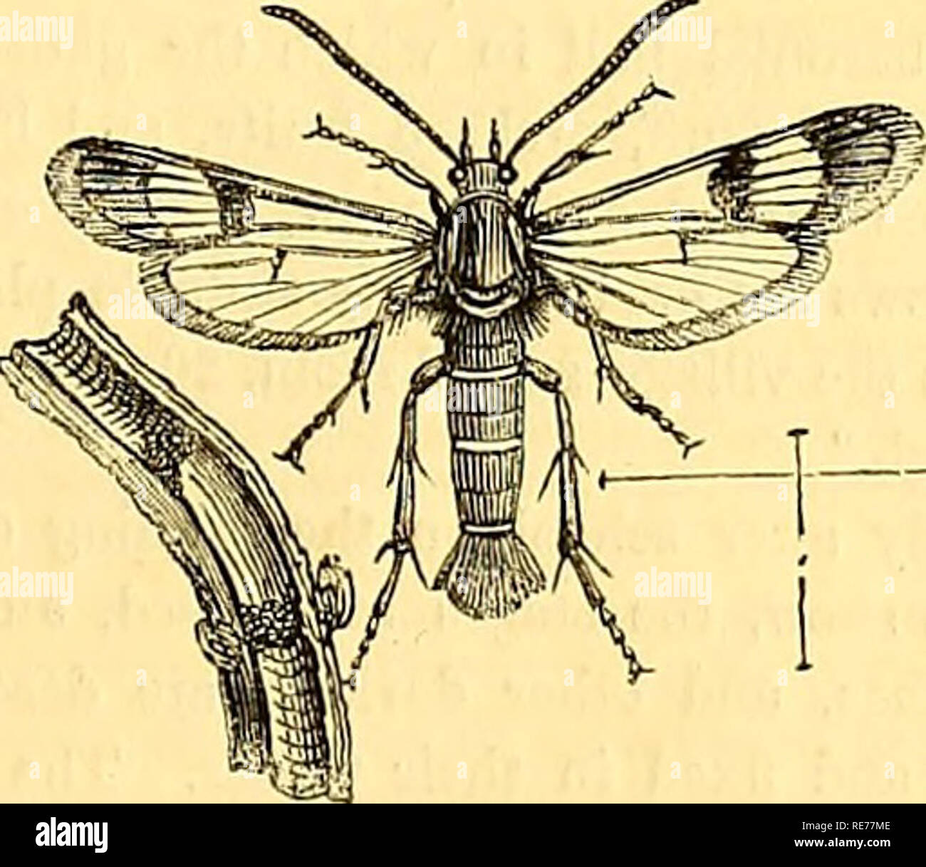 Id moth hi-res stock photography and images - Alamy