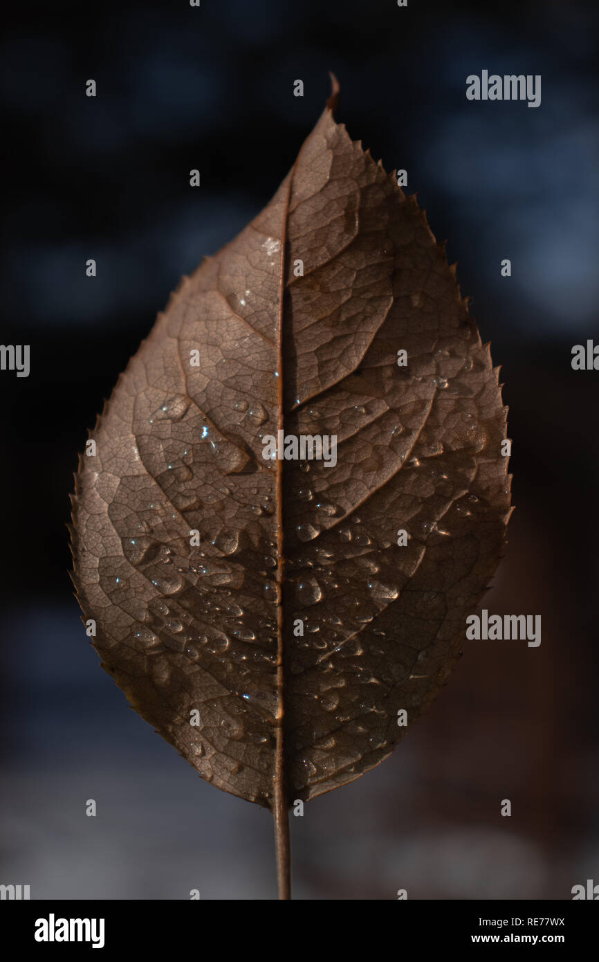 Leaf with drops of water Stock Photo - Alamy