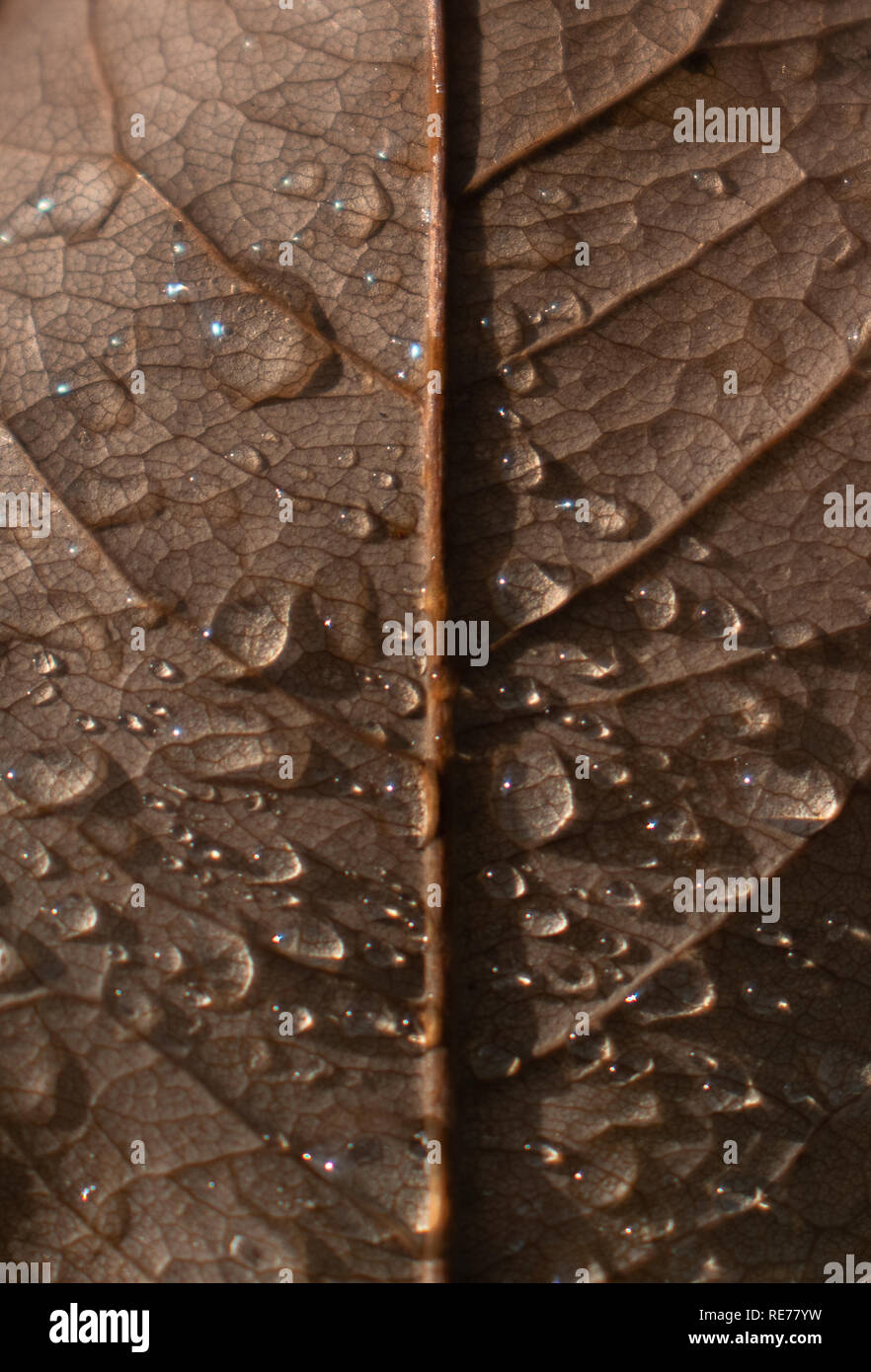 Water drop on tree leaf hi-res stock photography and images - Alamy
