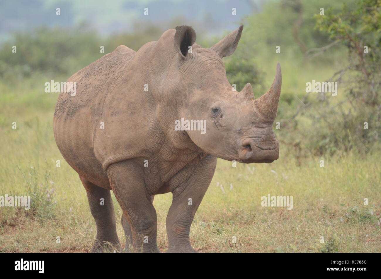 A cute male bull white Rhino in Kruger National Park Stock Photo - Alamy