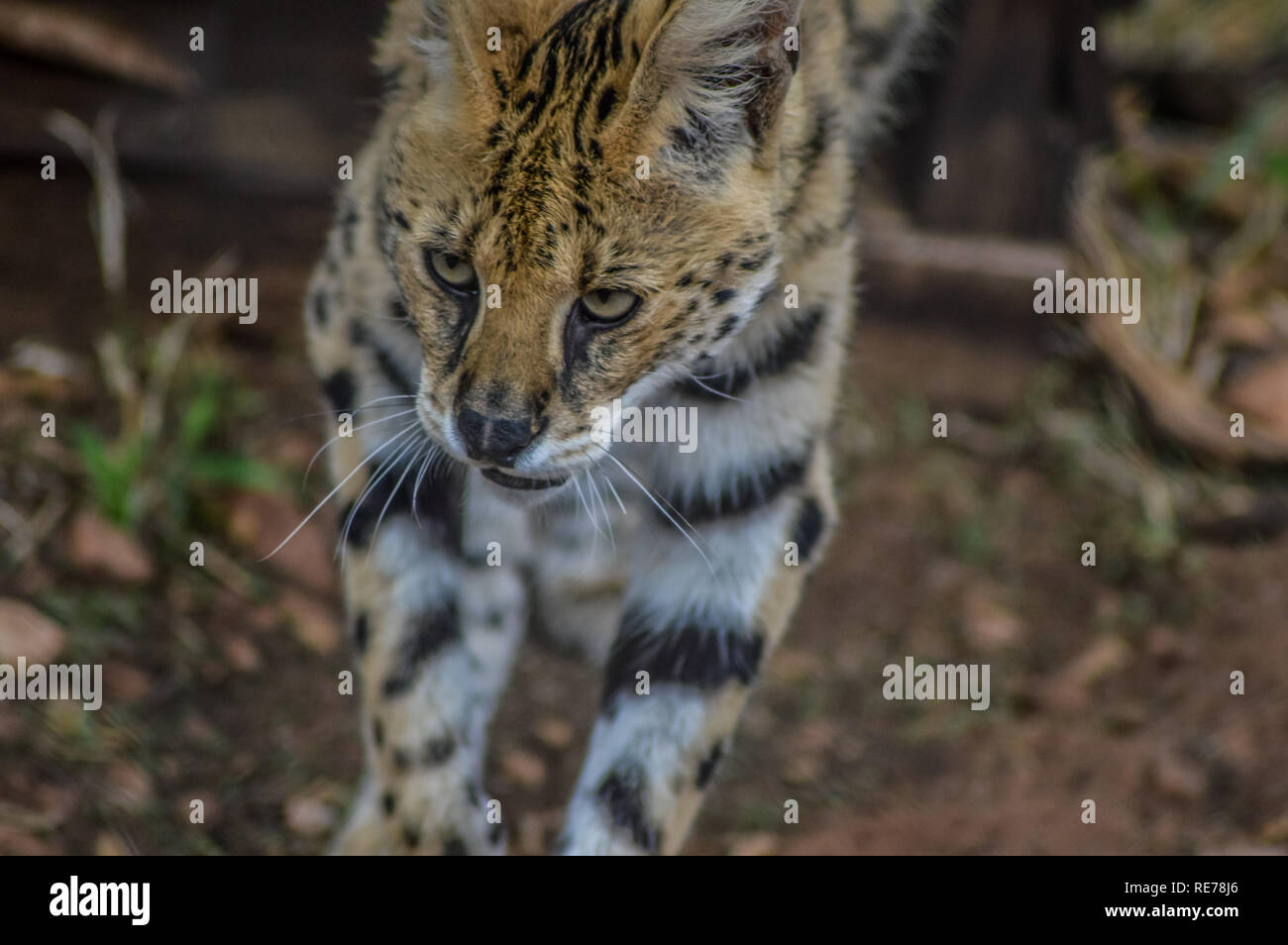 A cute and small Serval staring at us in a game reserve Stock Photo - Alamy