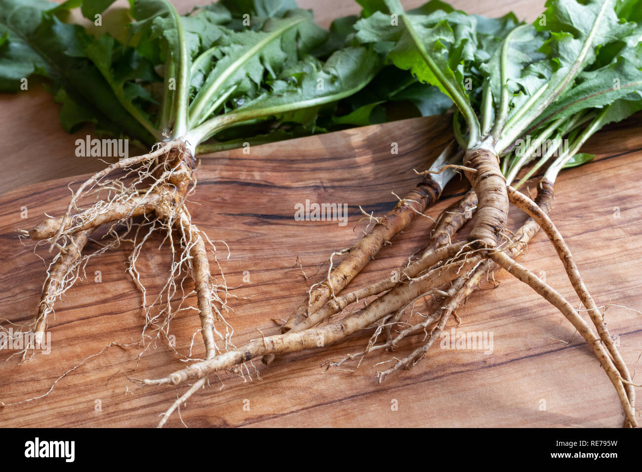 Dandelion root and whole plant Stock Photo - Alamy