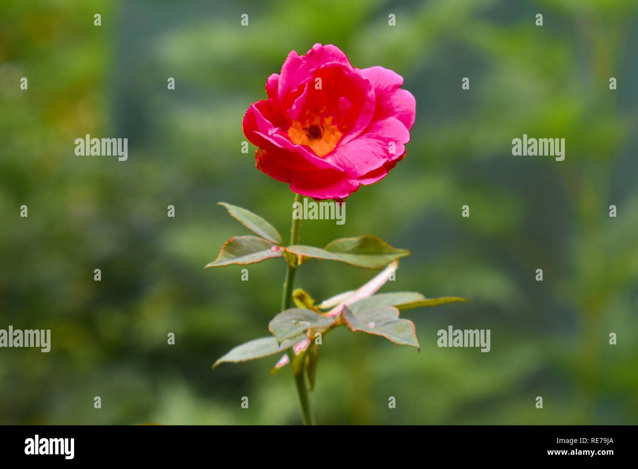 red rose Stock Photo - Alamy