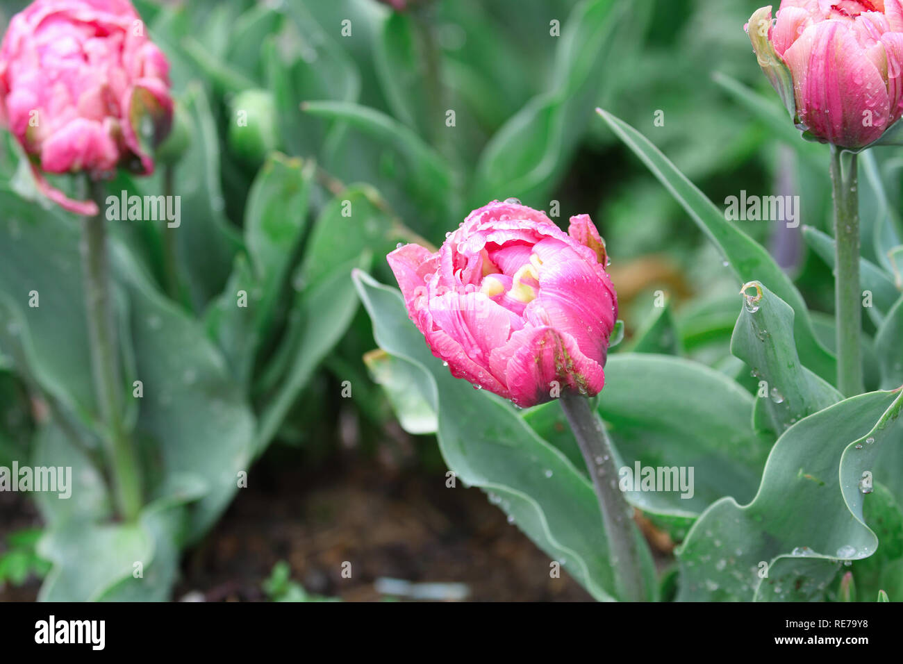 Double drops hi-res stock photography and images - Alamy