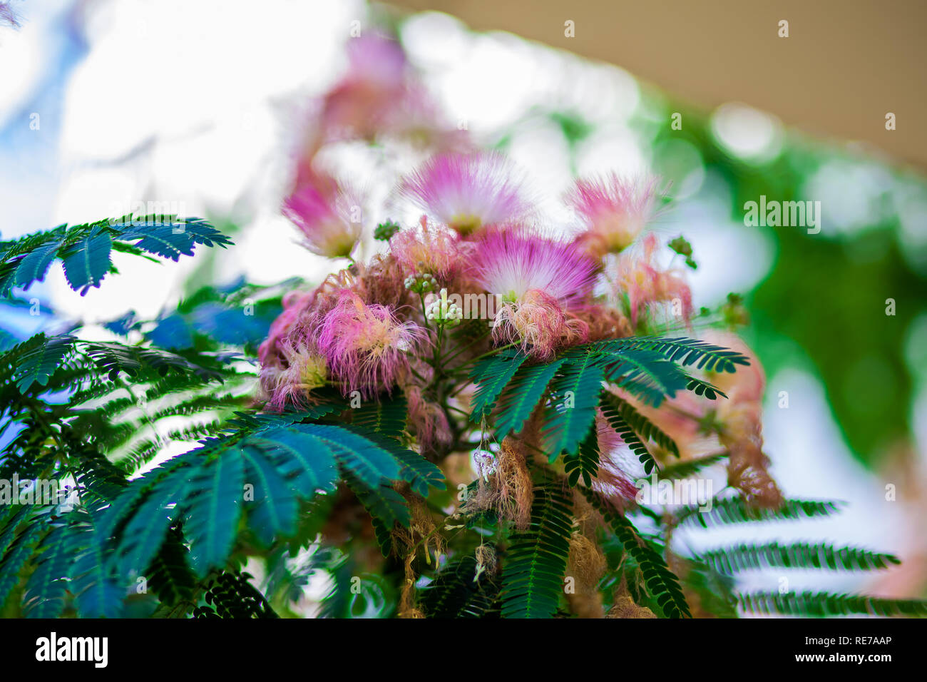 Fern bushes with pink flowers Stock Photo - Alamy
