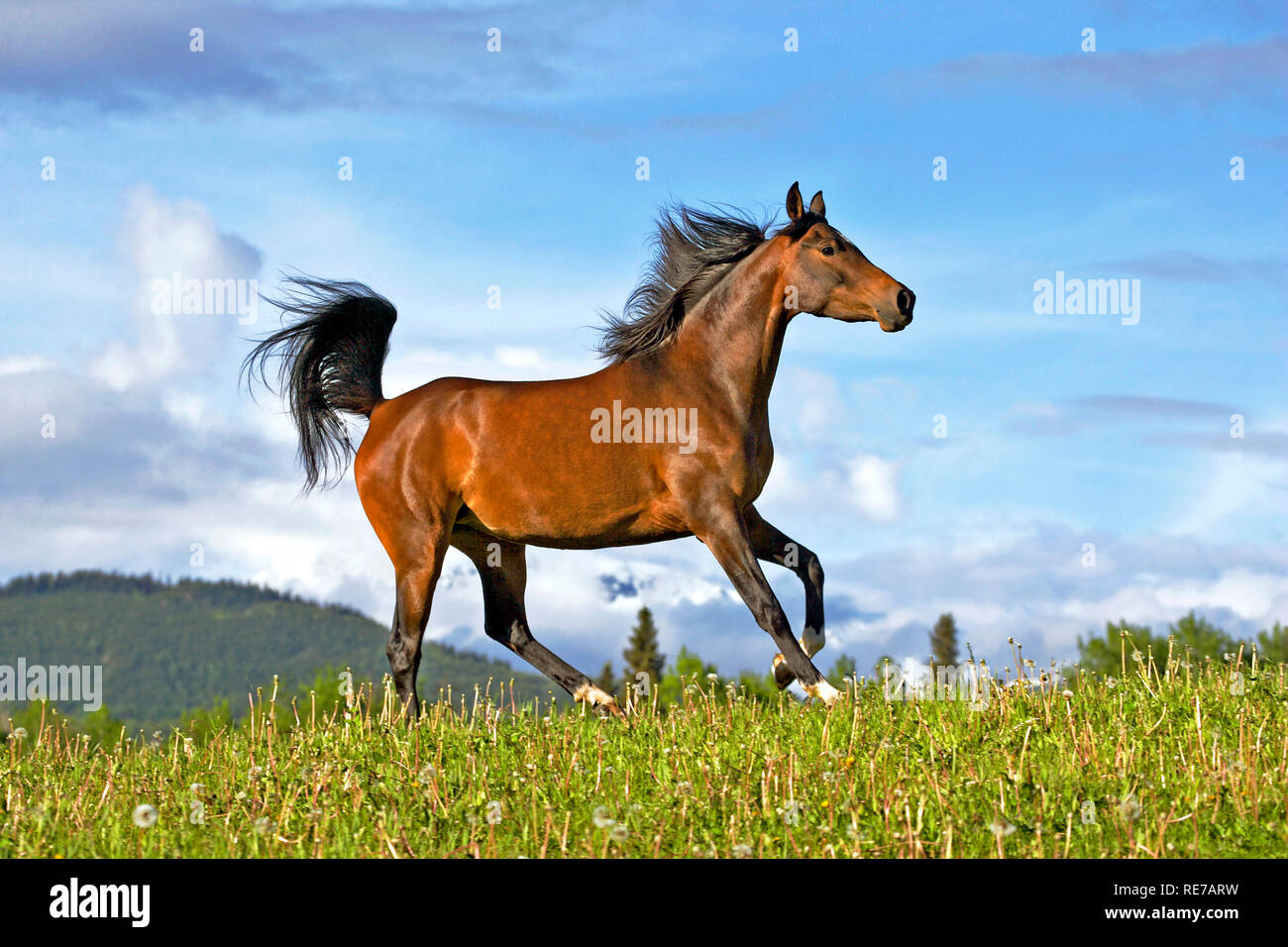 Bay Arabian Horses Running