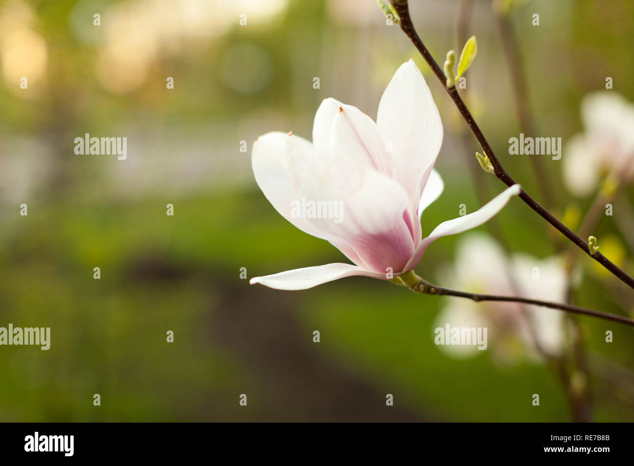 Beautiful close up magnolia flowers. Blooming magnolia tree in the ...