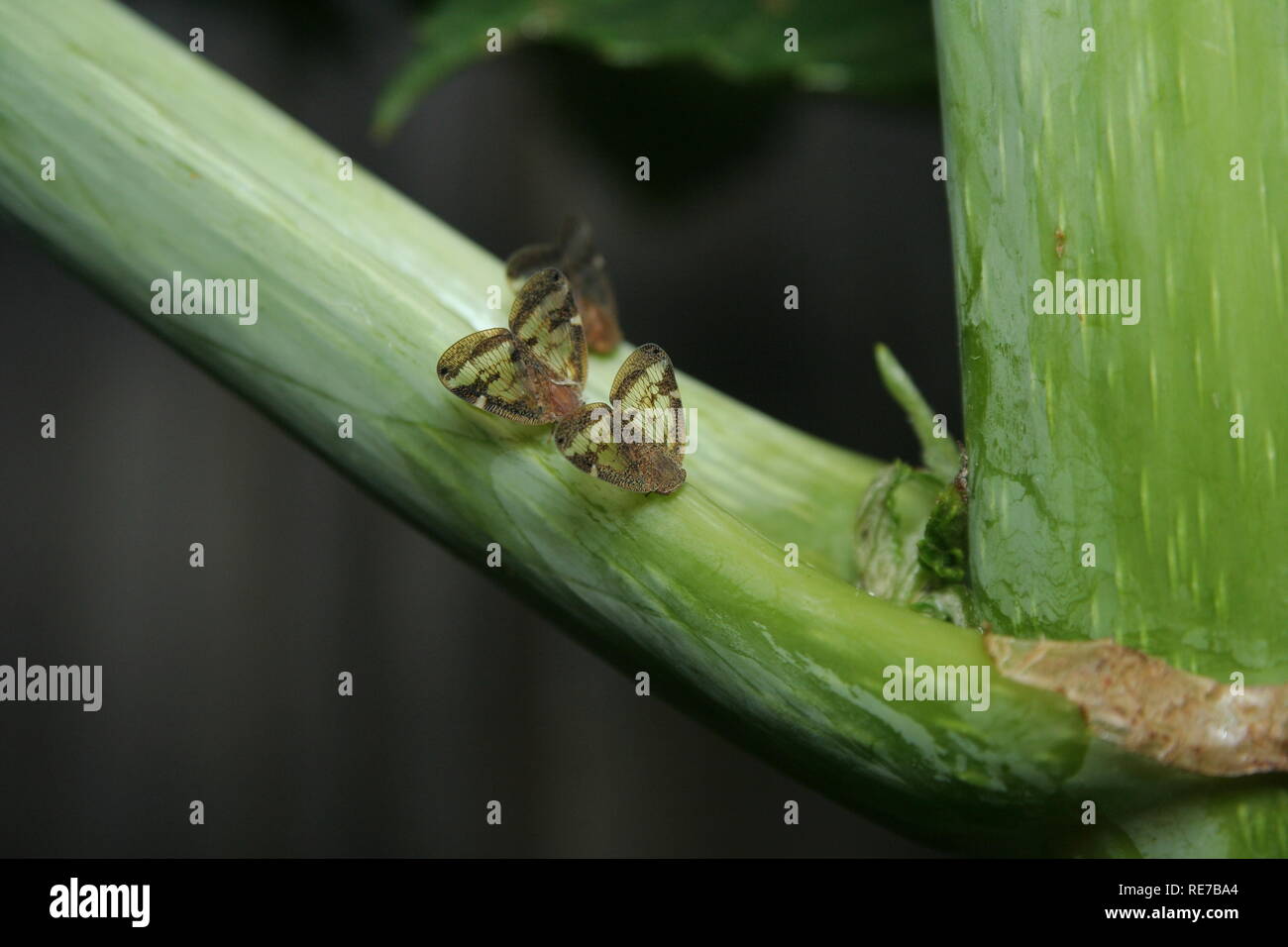 Planthopper Australia High Resolution Stock Photography and Images - Alamy