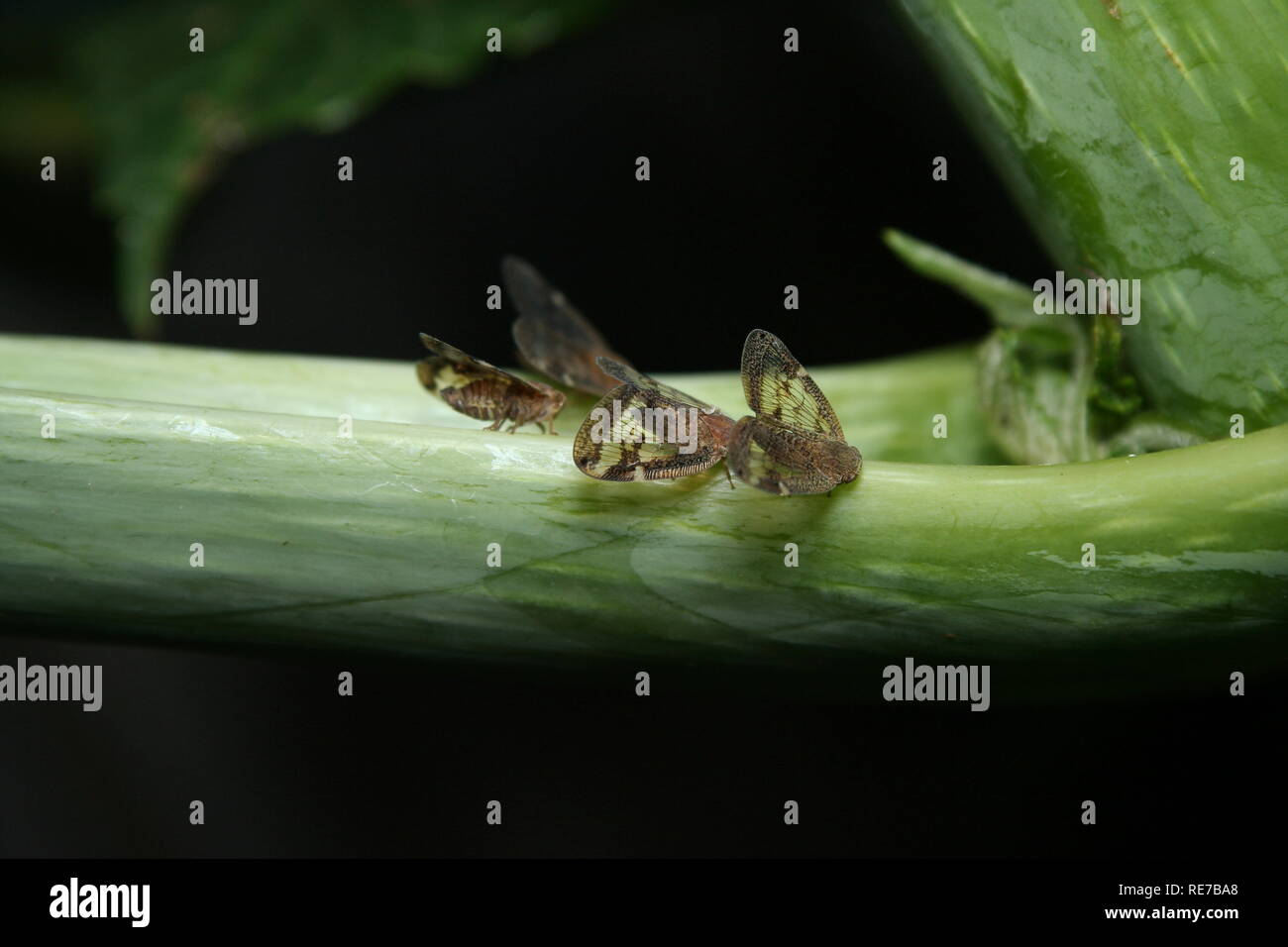 Planthopper australia hi-res stock photography and images - Alamy