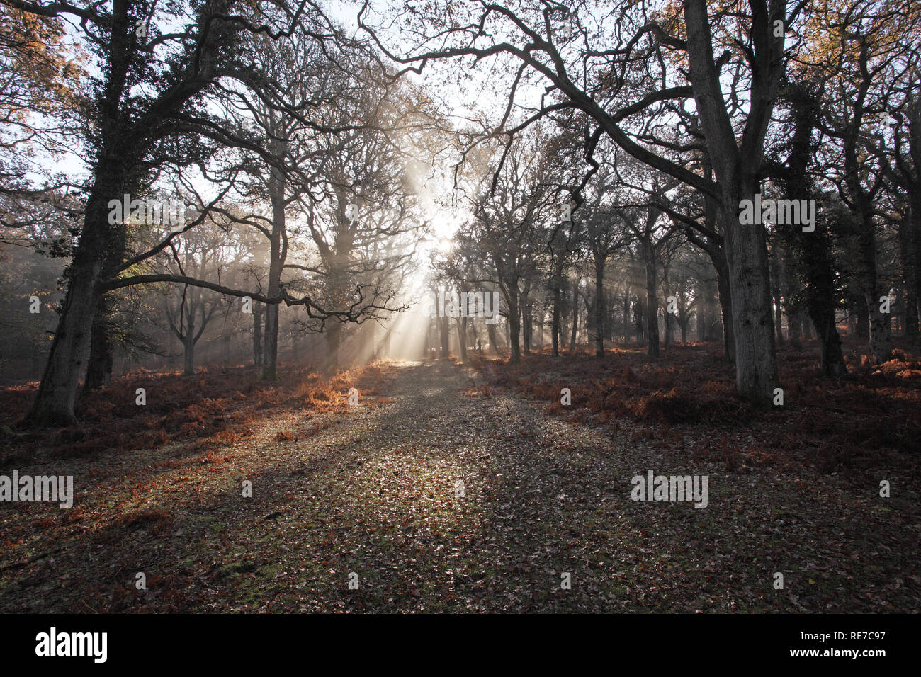 Rays of light through oak woodland Broomy Inclosure New Forest National ...