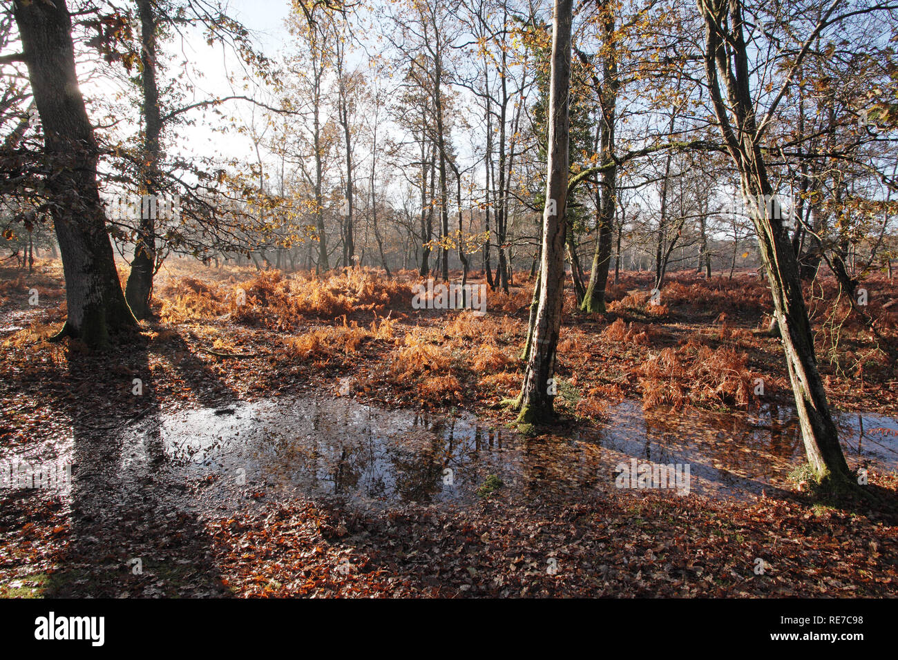 Mixed deciduous woodland Woosons Hill Mark Ash Wood New Forest National ...