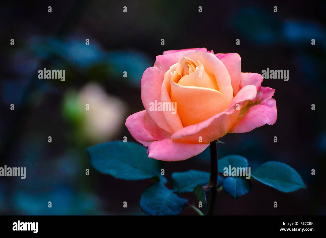 Orange yellow roses blue background Stock Photo - Alamy