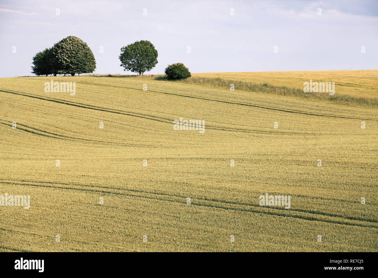 Wheat field Hampshire England UK Stock Photo - Alamy