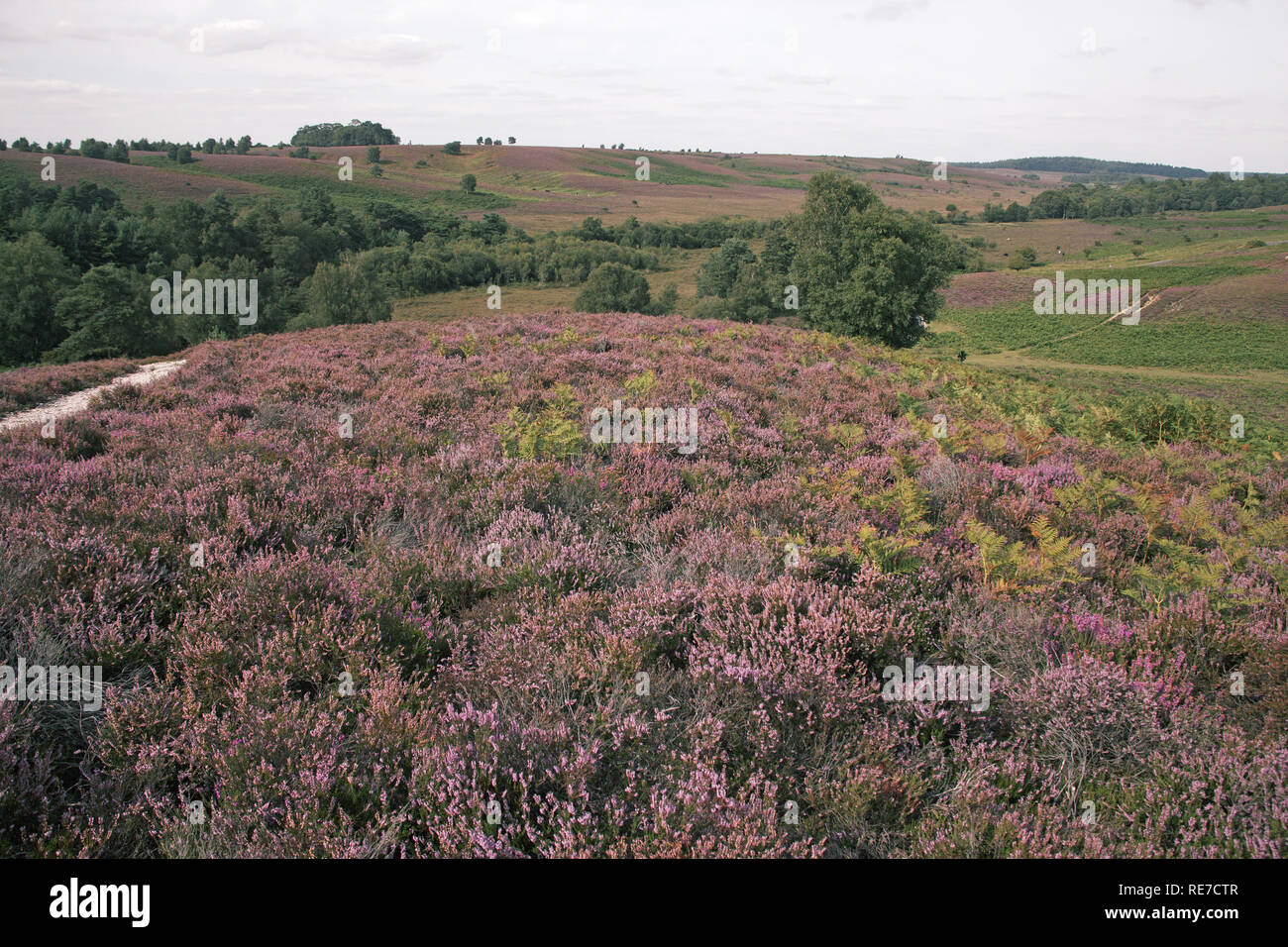 Whitefield England