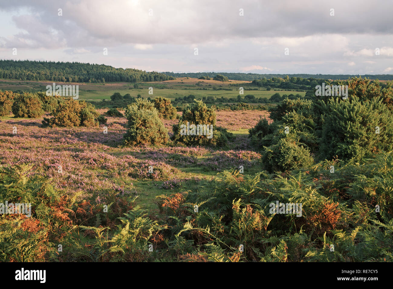 View from Hampton Ridge looking into Latchmore Bottom with Hasley ...