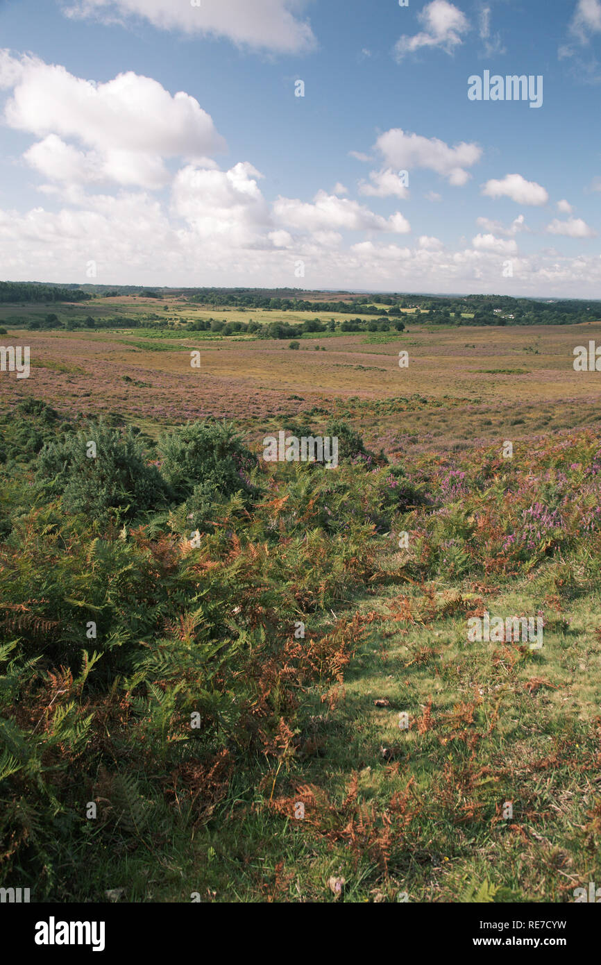 Latchmore Bottom and Ogdens from Hampton Ridge New Forest National Park ...
