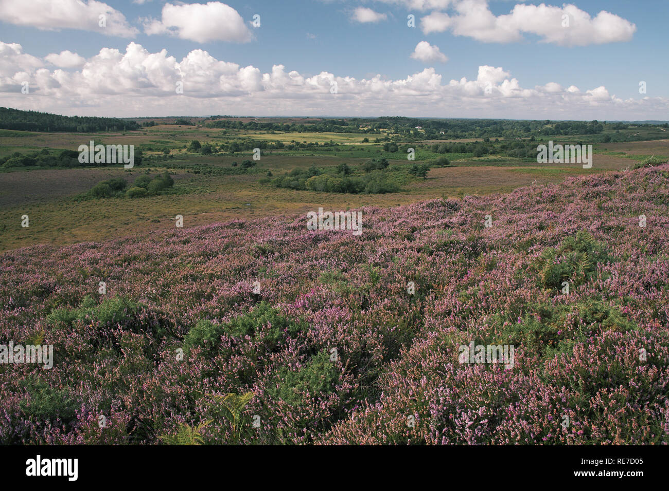 Latchmore Bottom and Ogdens from Hampton Ridge New Forest National Park ...