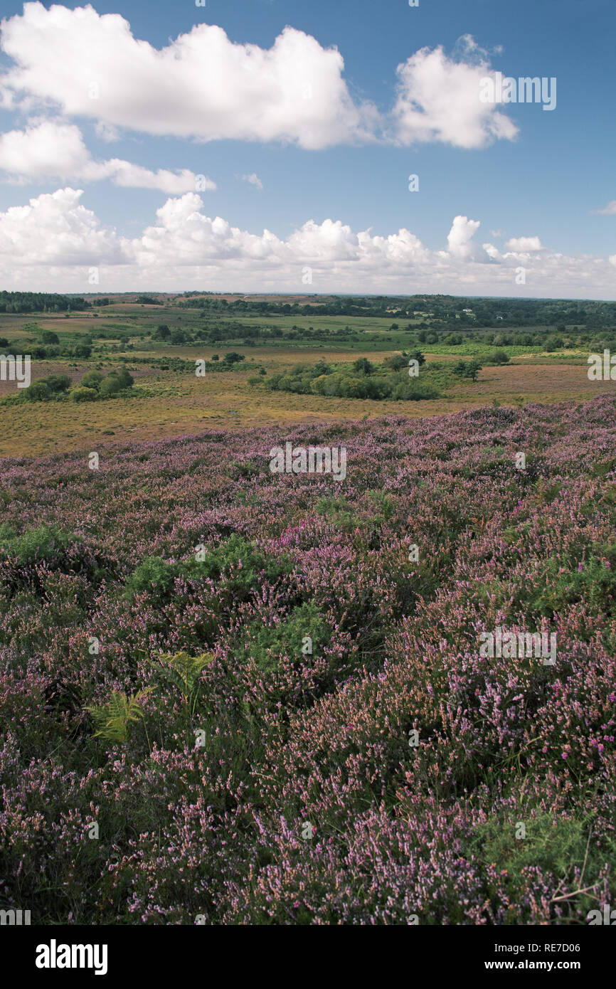 Latchmore Bottom and Ogdens from Hampton Ridge New Forest National Park ...