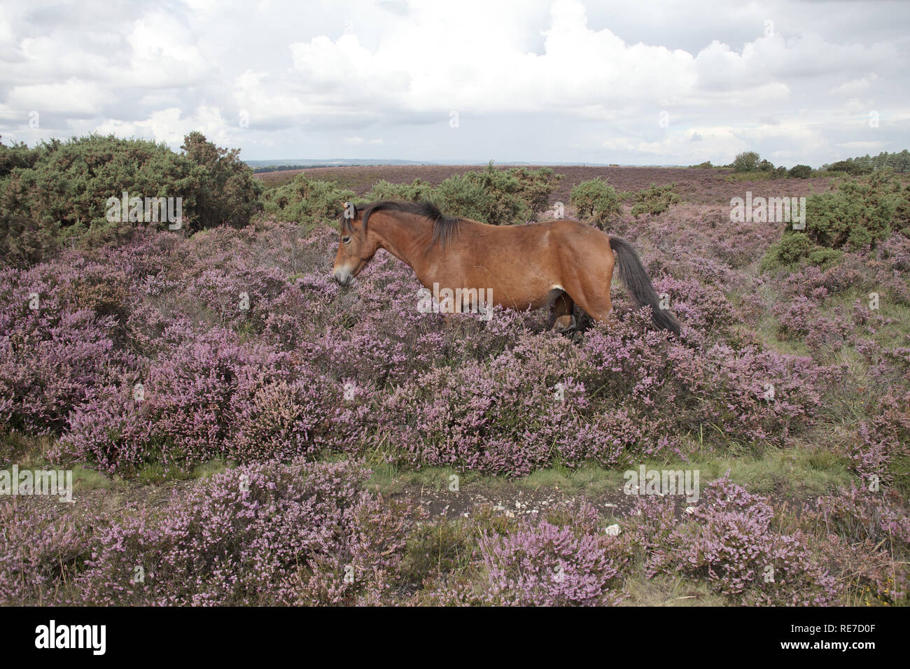 Pony on Hampton Ridge New Forest National Park Hampshire England UK ...