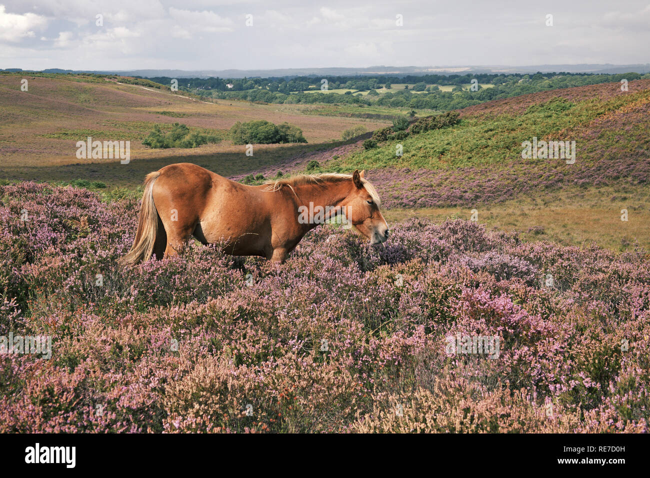 Pony on heathland looking towards Long Bottom and Blissford New Forest ...