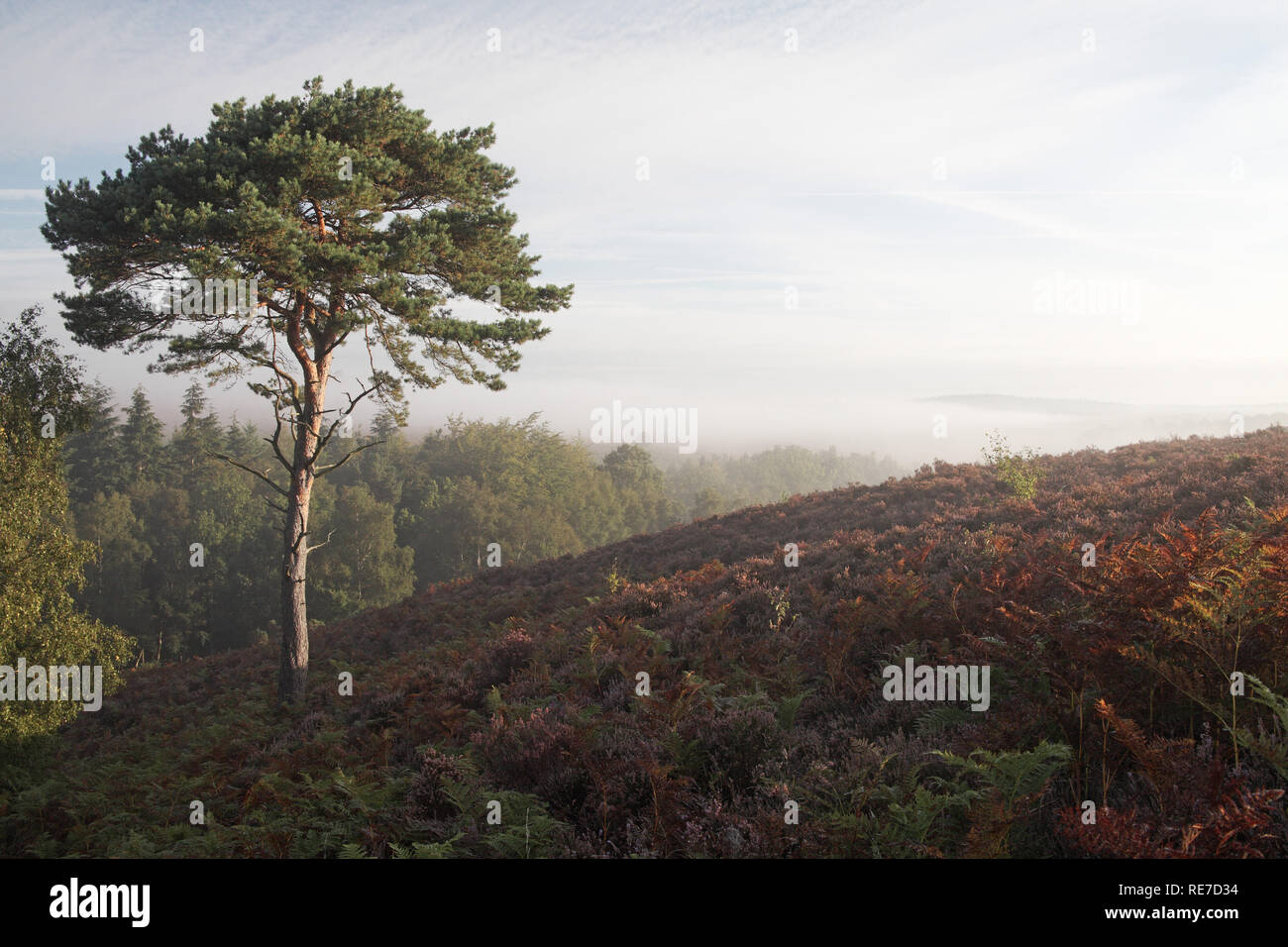 Scots pine Pinus sylvestris and mist on Rockford Common with Ibsley ...