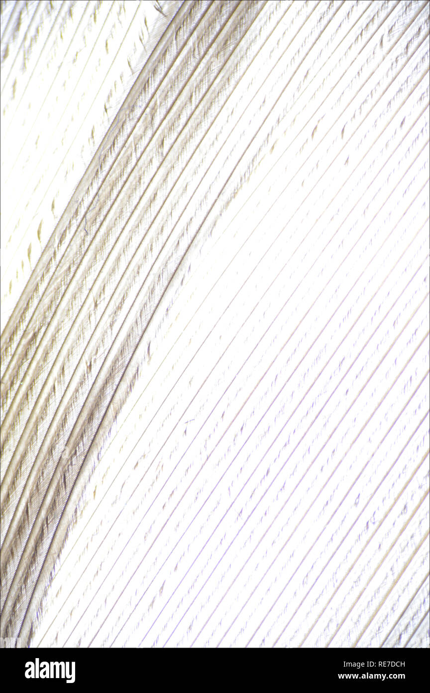 Owl feather microscope hi-res stock photography and images - Alamy