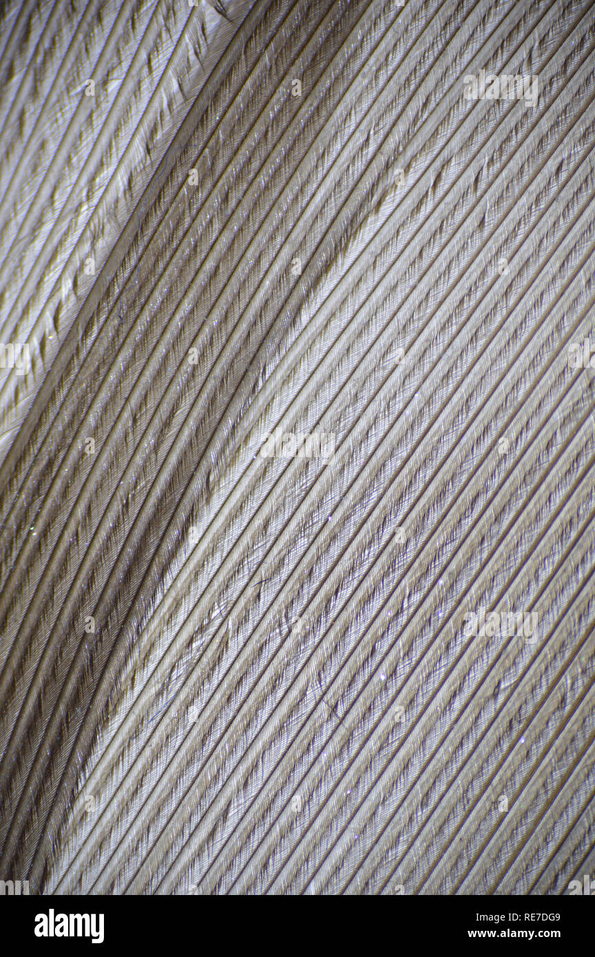 Bird feather micrograph hi-res stock photography and images - Alamy