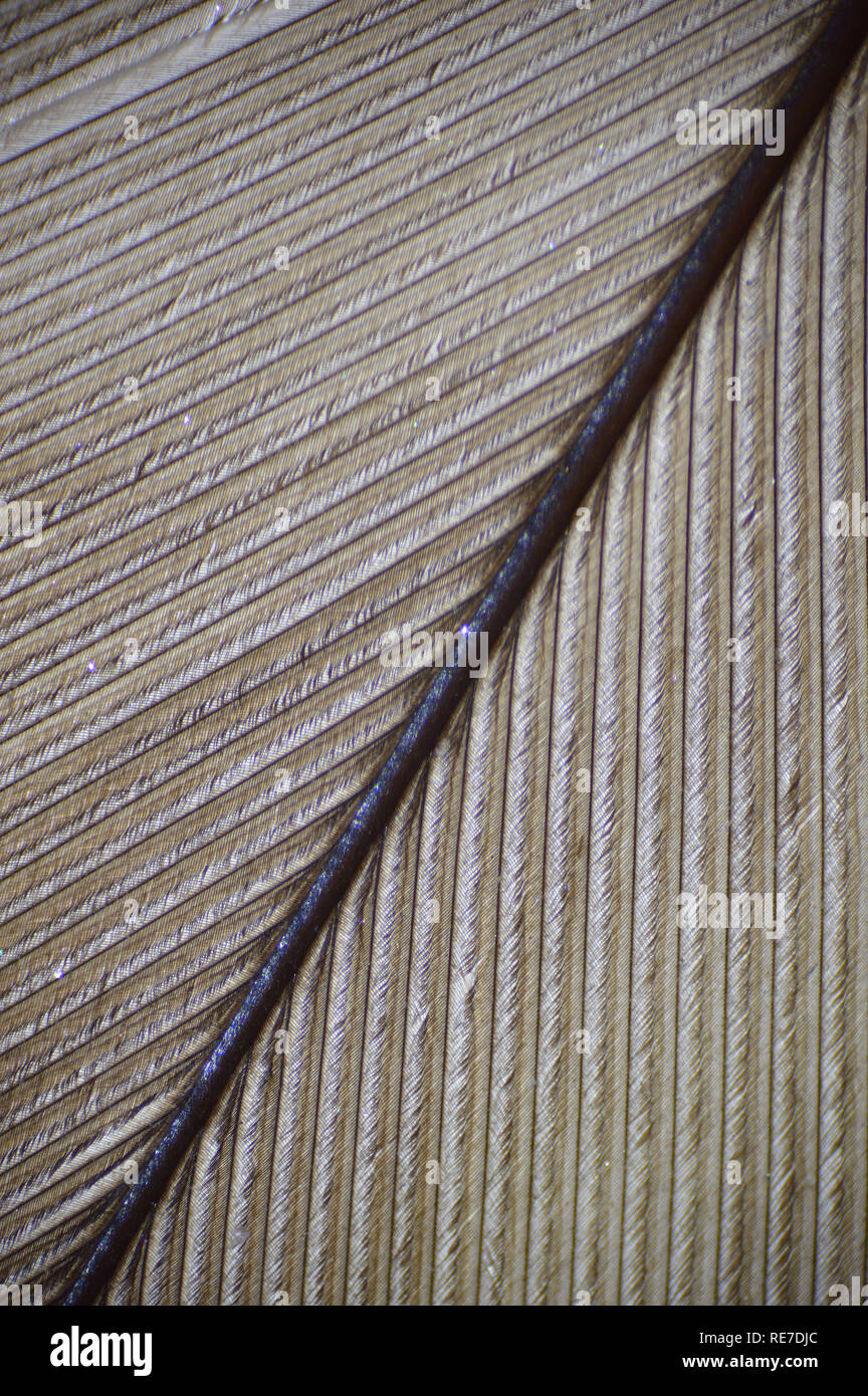 Owl feather microscope hi-res stock photography and images - Alamy
