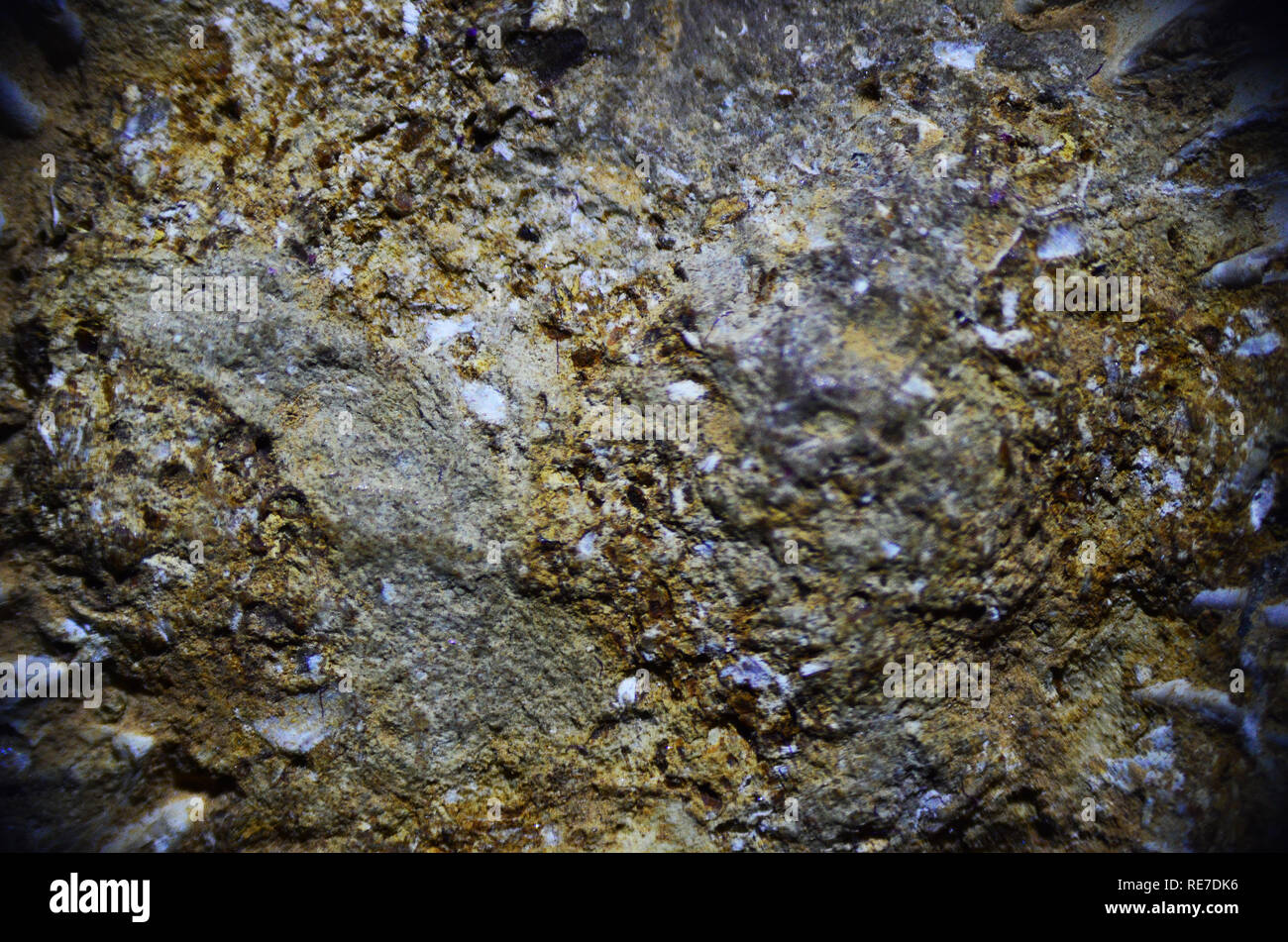 Fossil stone hi-res stock photography and images - Alamy