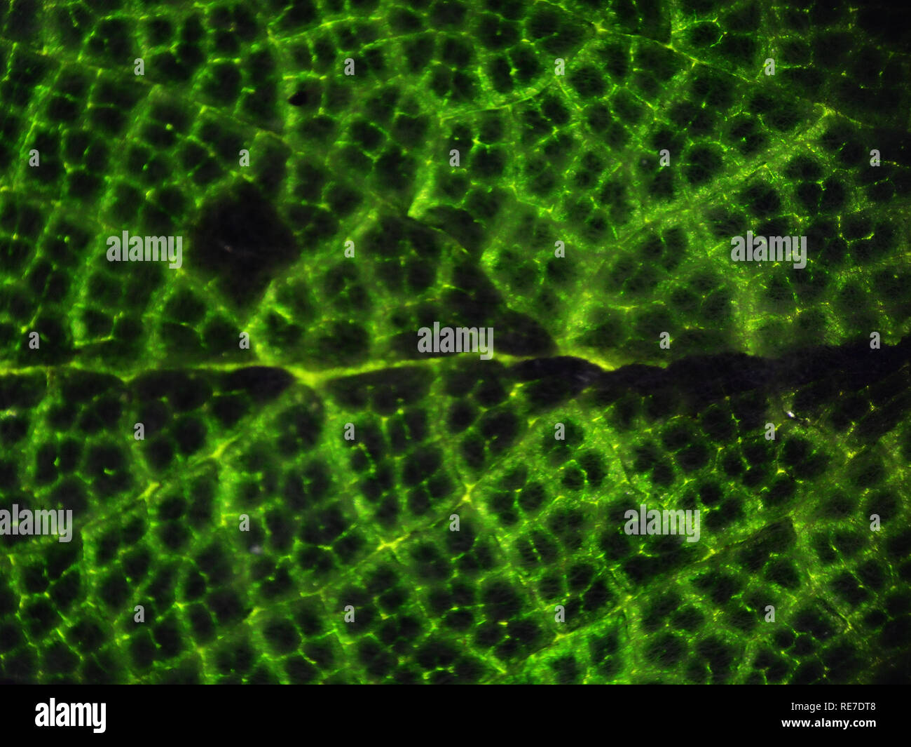 Ear microscope hi-res stock photography and images - Alamy
