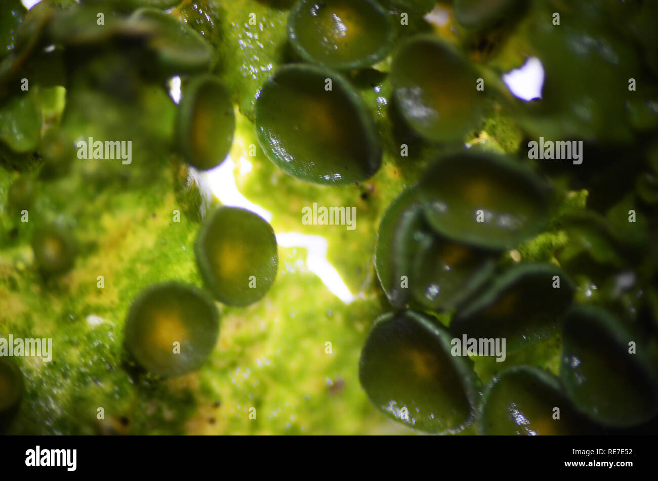 Microscopic lichen hi-res stock photography and images - Alamy