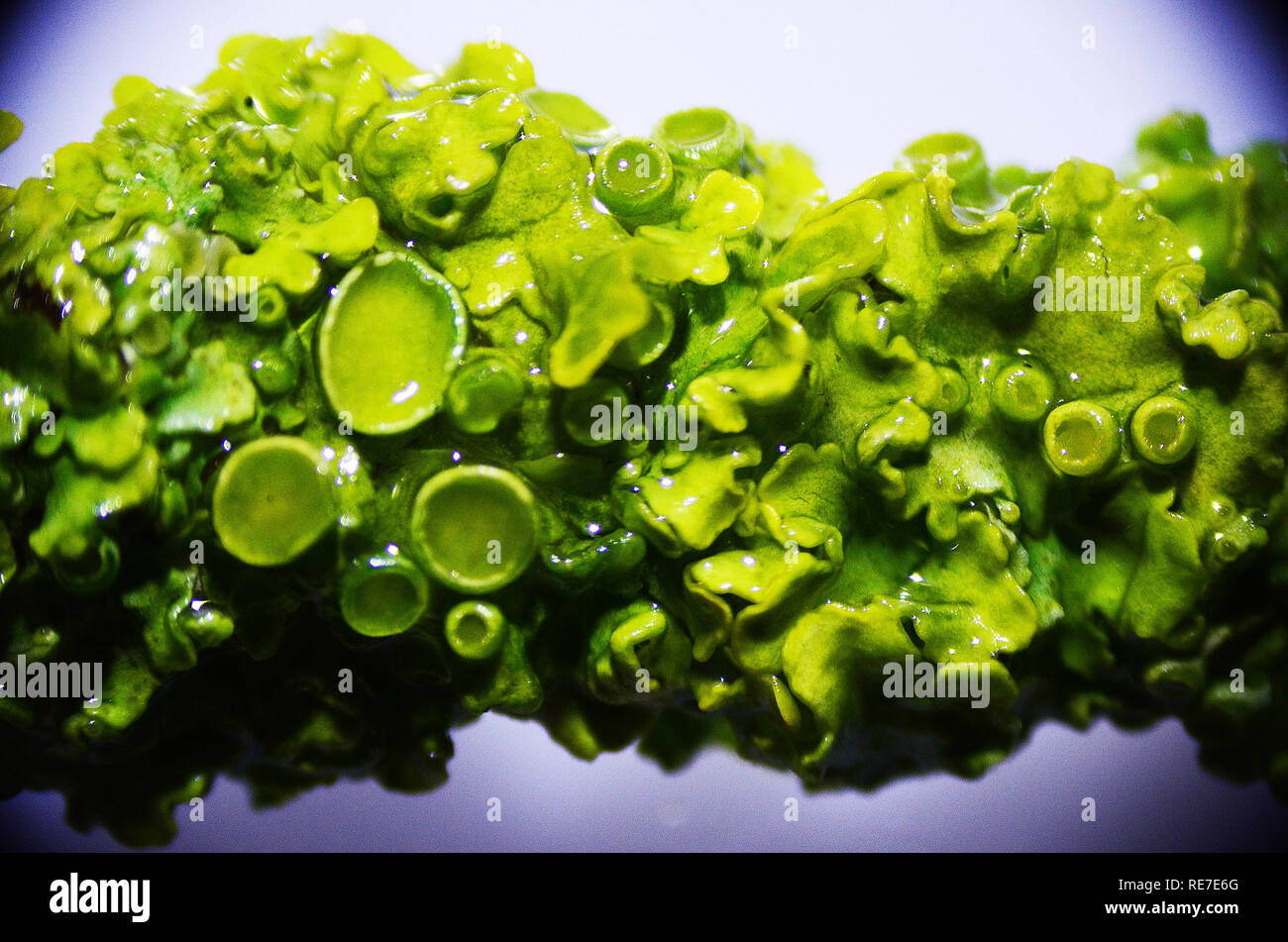 Microscopic lichen hi-res stock photography and images - Alamy