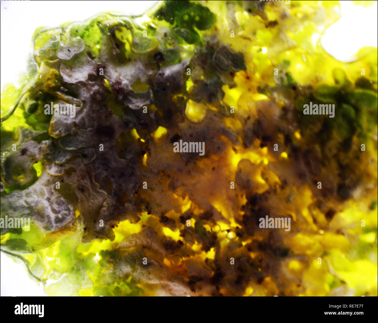 Moss microscope hi-res stock photography and images - Alamy