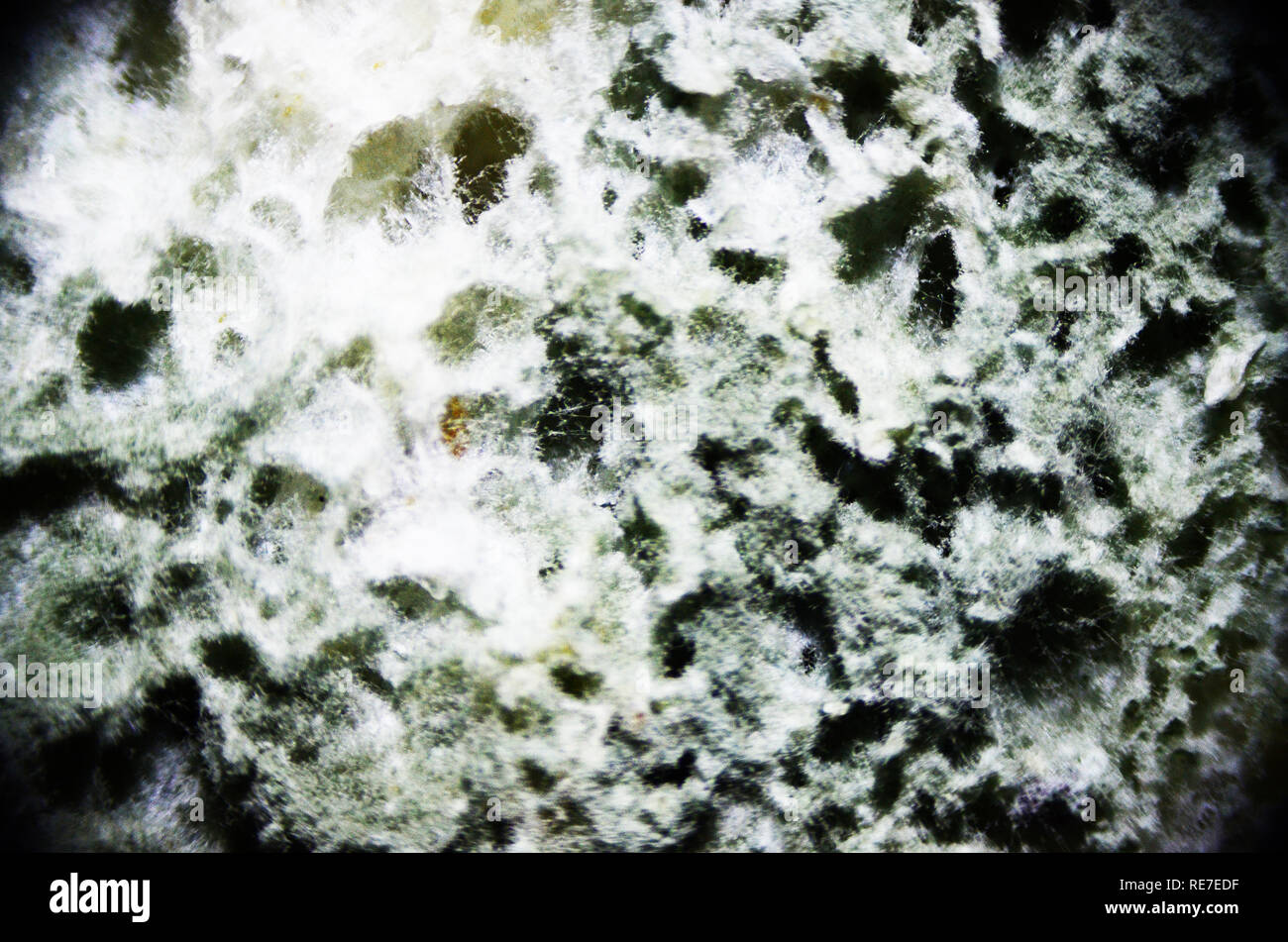 Photo micrography hi-res stock photography and images - Alamy