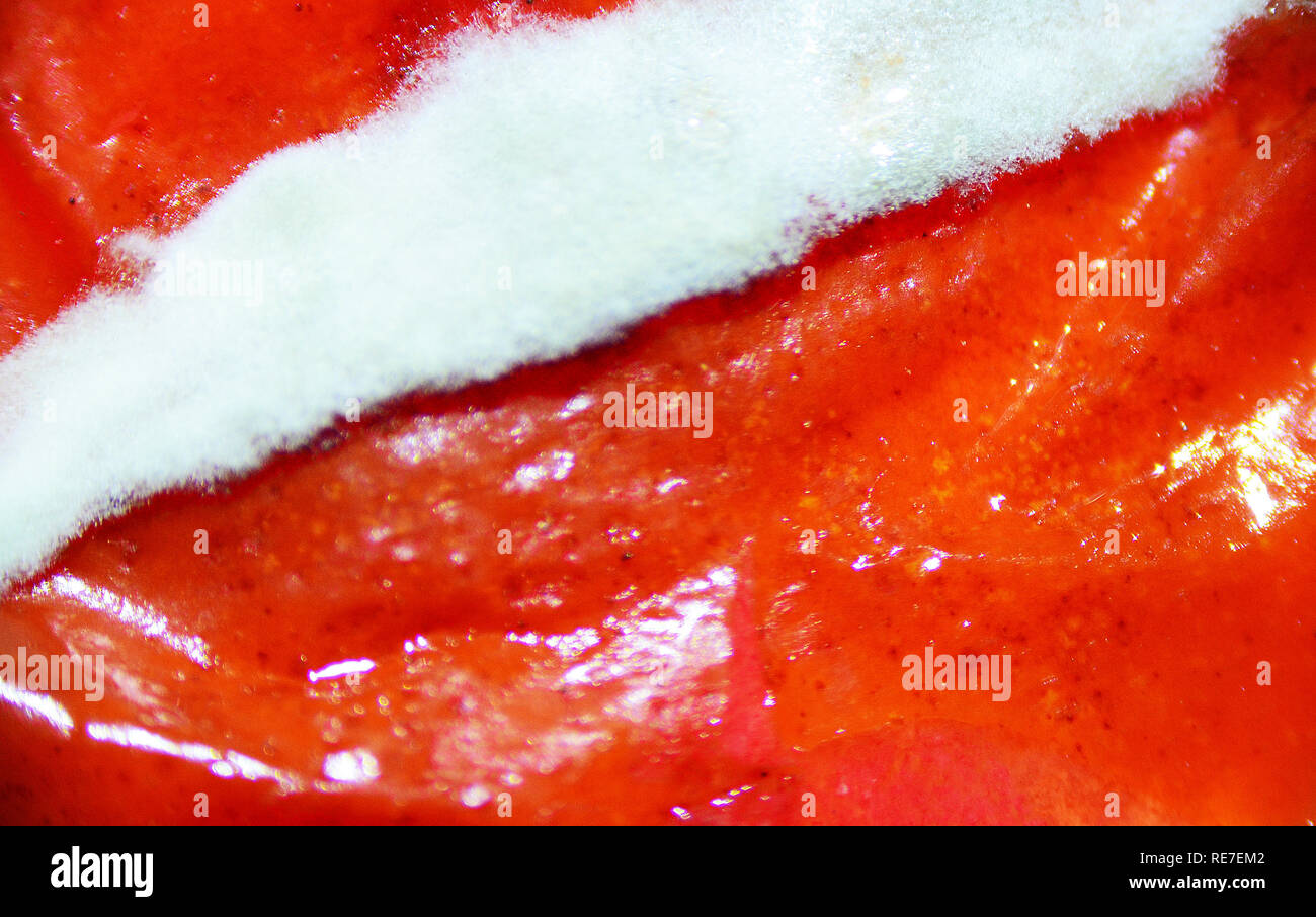 Mouldy tomato hi-res stock photography and images - Alamy