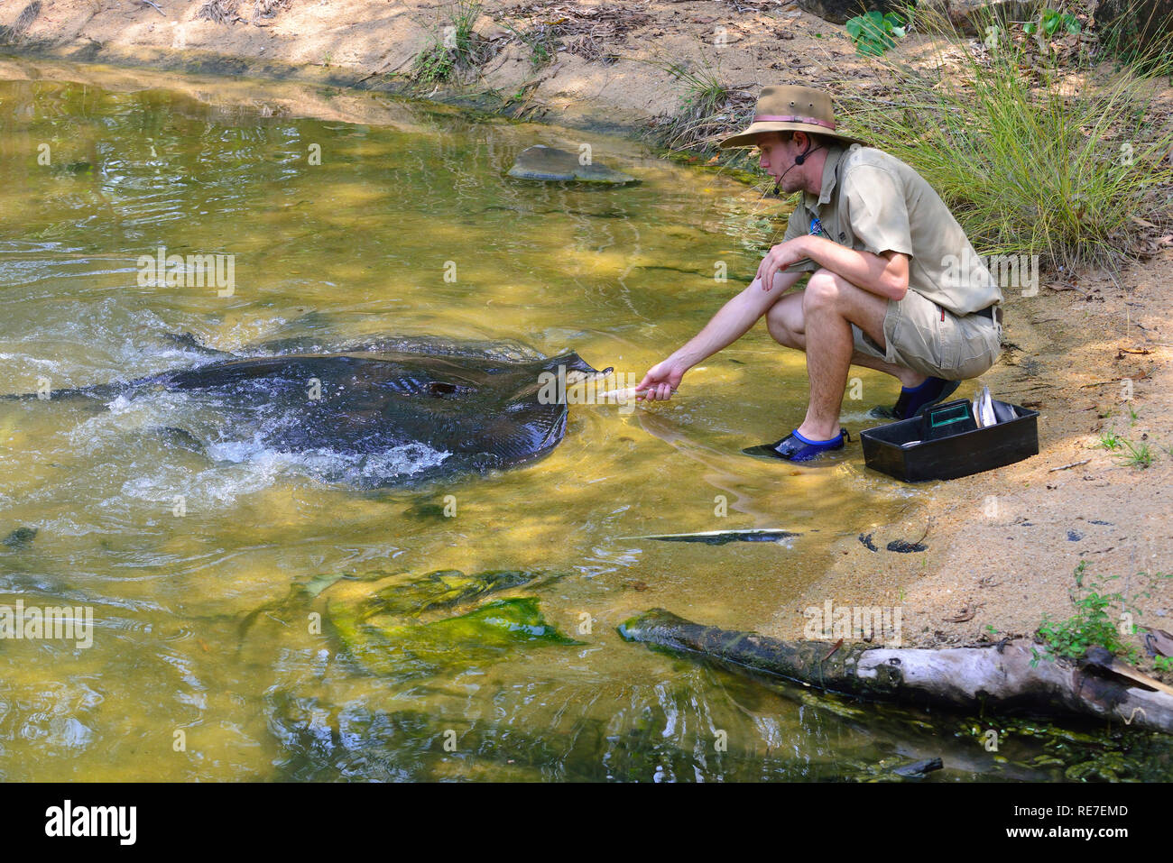 Keeper feeding a large freshwater whipray at the Territory Wildlife ...