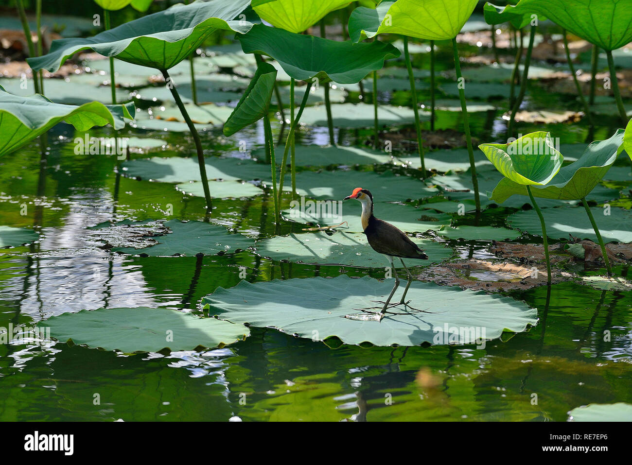 Jacana walking on lilly pads in the Northern Territory, Australia Stock ...