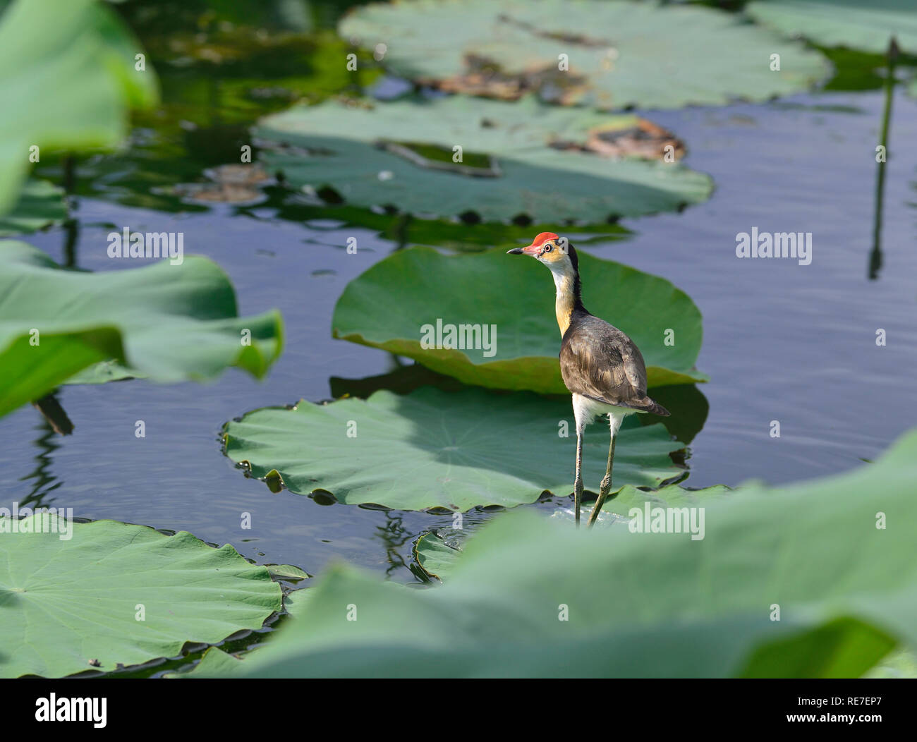 Jacana walking on lilly pads in the Northern Territory, Australia Stock ...
