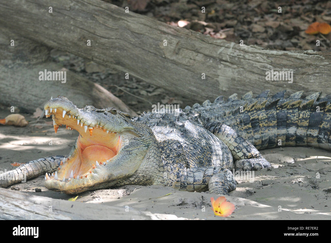 Saltwater crocodile mouth open hi-res stock photography and images - Alamy