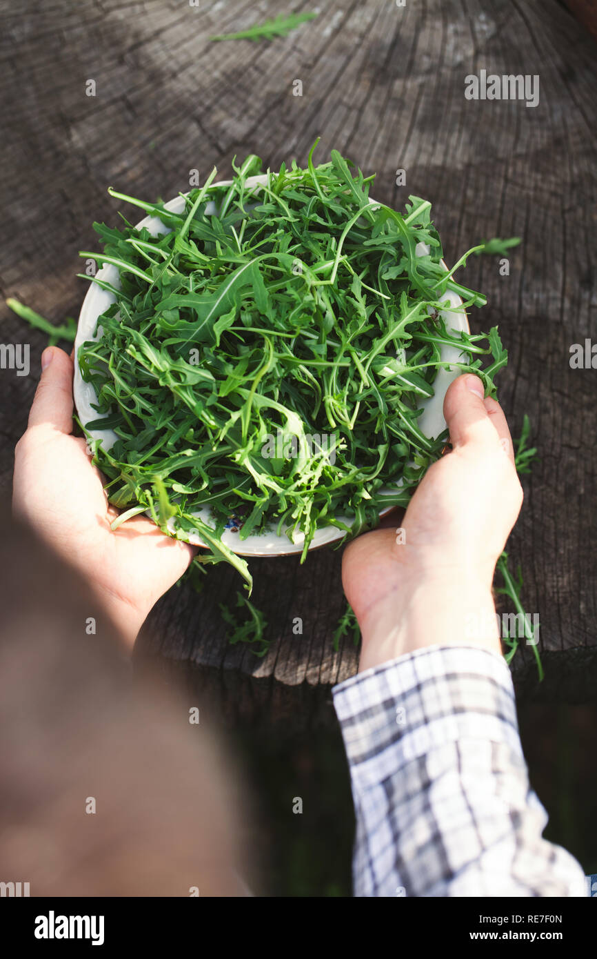 Organic vegetables. Healthy food. Rocket salad in farmers hands Stock ...