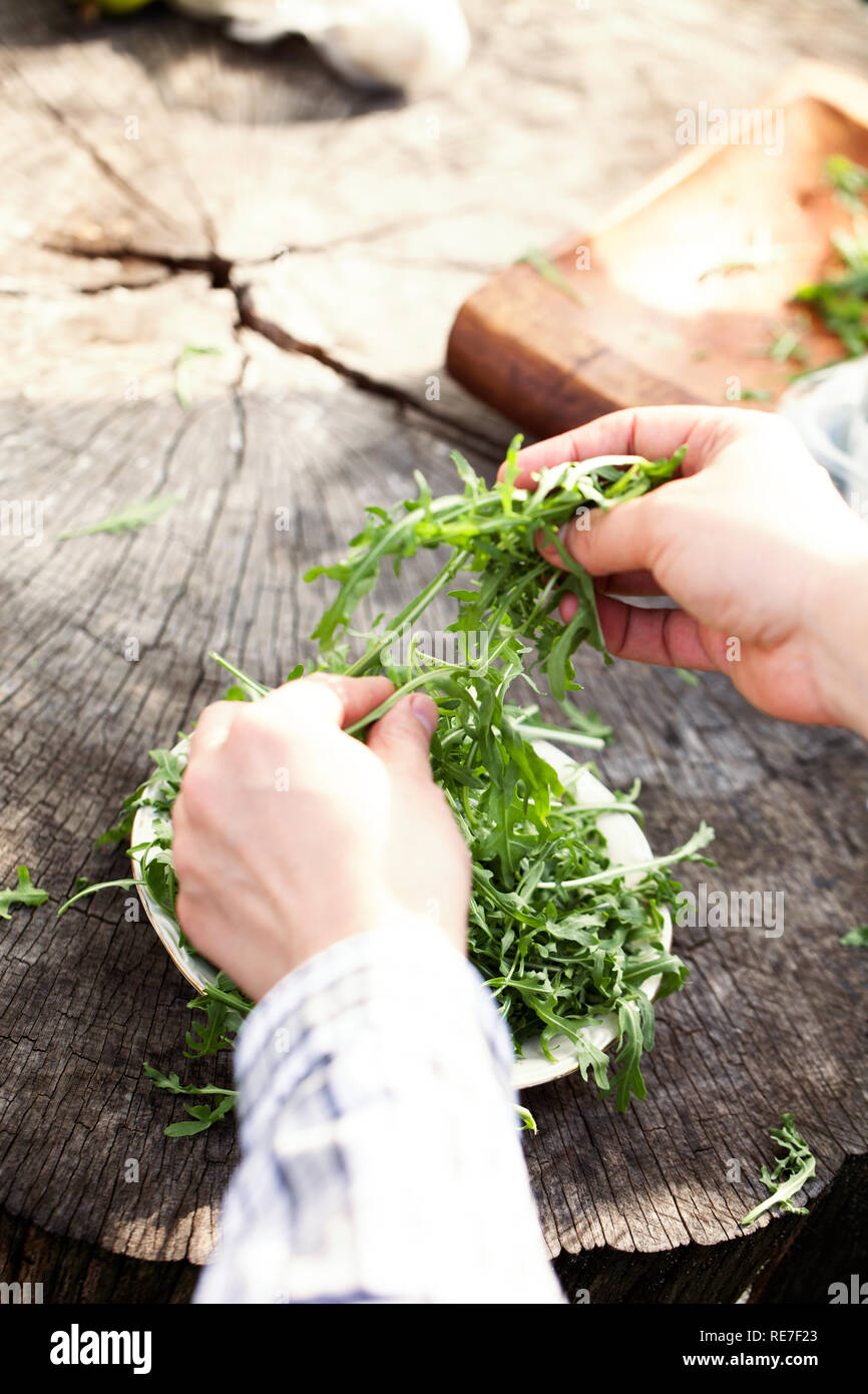 Organic vegetables. Healthy food. Rocket salad in farmers hands Stock ...